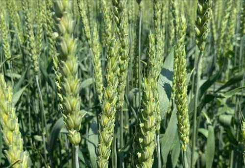 Семена озимой пшеницы элита