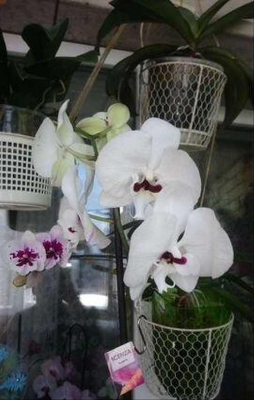 Орхидея фаленопсис биг лип reyoung prince (Пуаро)