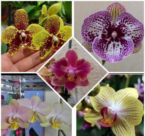Орхидея детки разные