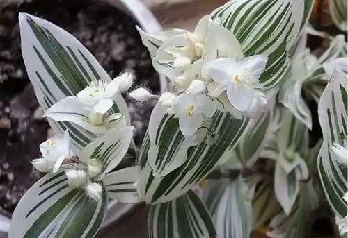 Традесканция albiflora белоцветковая