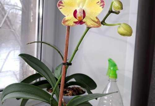 Орхидея фаленопсис "попугай"