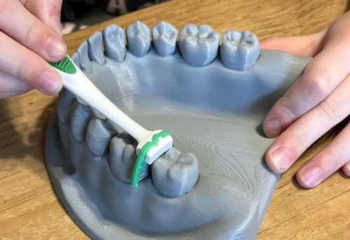 Модель нижней челюсти для обучения