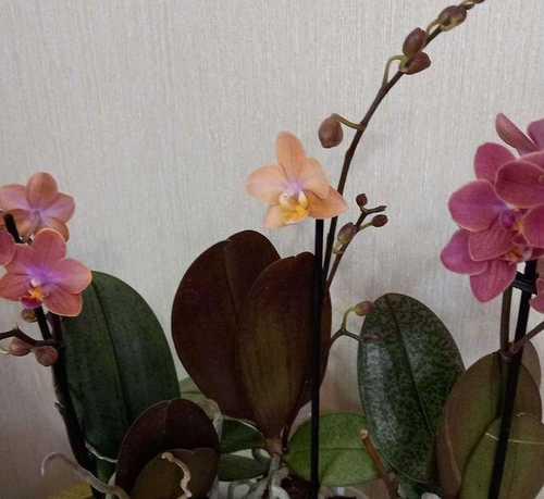 Орхидея фаленопсис ароматные Парфюмерная Фабрика