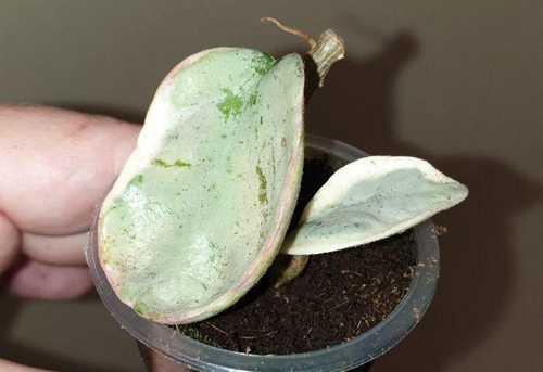 Хойя Argentea picta