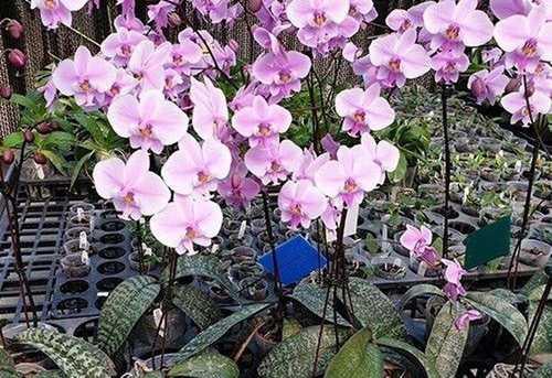 Орхидея фаленопсис Schilleriana x sib 2,5