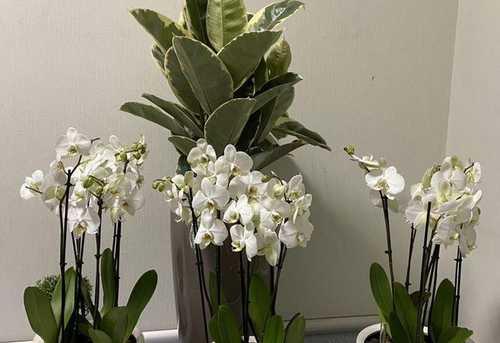 Орхидея фаленопсис в кашпо Lechuza