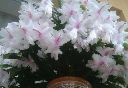 Зигокактус - декабрист с белыми цветами