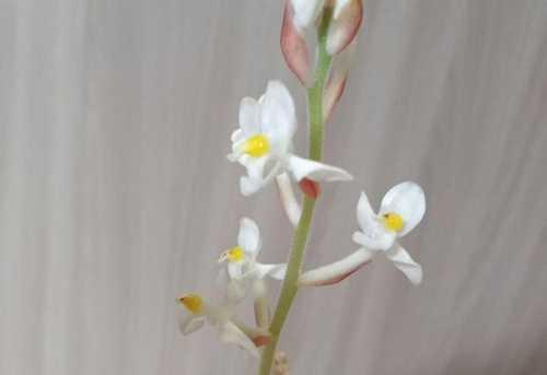 Орхидея Лудизия red velvet