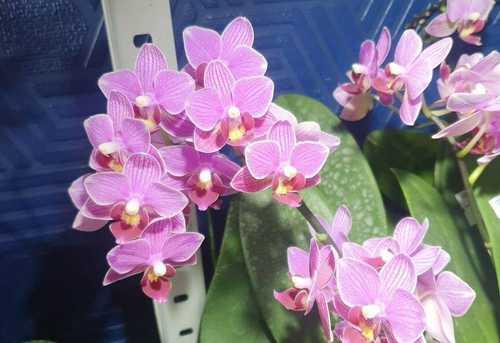 Орхидея цветет сортовая