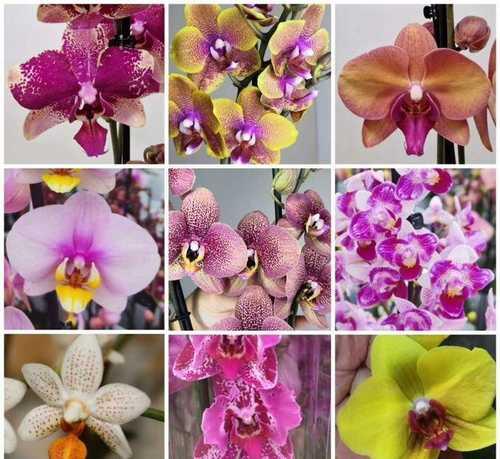 Предзаказ на сортовые орхидеи фаленопсис