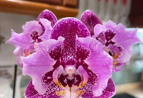 Орхидея бабочка Phal. MIki Gorgeous цветет