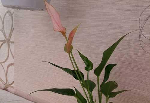 Антуриум lilli, Беби Пурпур, Матата