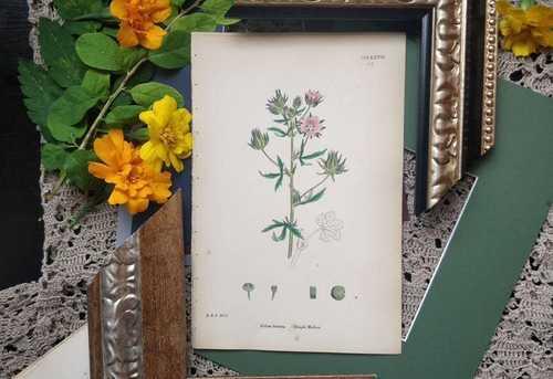 1863 Антикварные гравюры Ботаника Растения Цветы