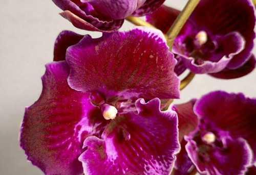 Орхидея фаленопсис Абба биглип