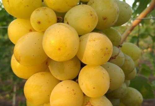 Саженцы винограда Смарагд