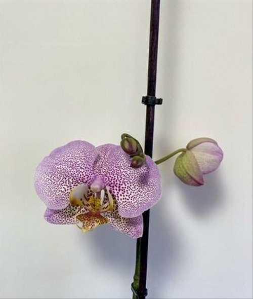 Орхидея фаленопсис Formation