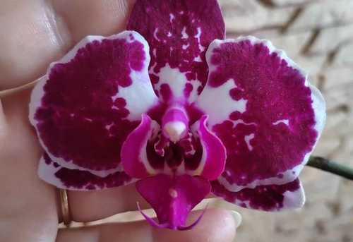 Орхидея фаленопсис Эдукшен