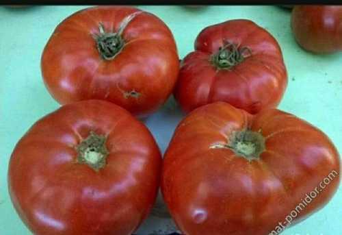 Семена урожайного томата Малиновый Богатырь
