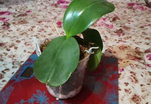 Орхидея фаленопсис Sogo relex