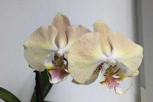 Орхидея фаленопсис ‘Champagne’-детка