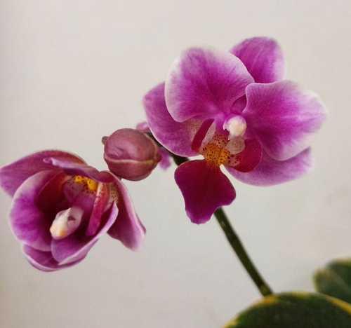 Орхидея Phalaenopsis, multiflora