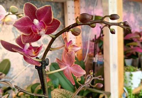 Ароматные Орхидеи фаленопсис Парфюмерная фабрика