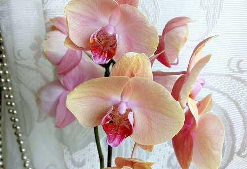 Gold Rush орхидея фаленопсис цветущая