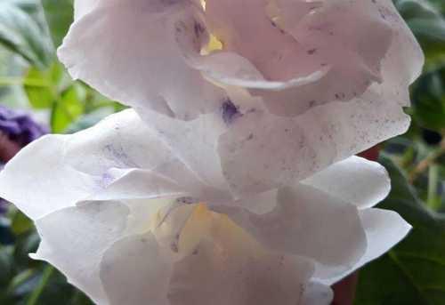 Глоксиния махровая(листы,клубни,цветущие,стартеры)