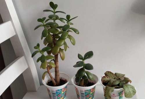 Три вида - комнатные растения