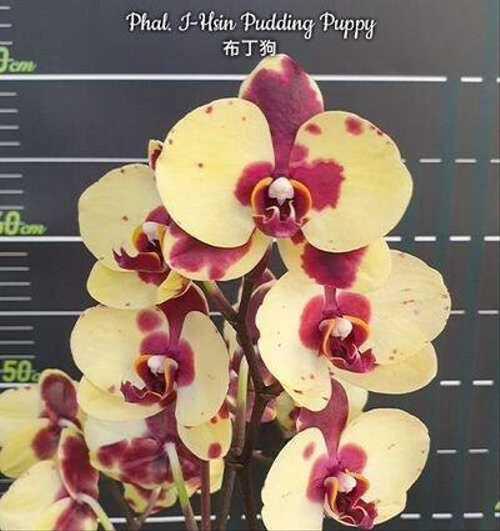 Phal. I-Hsin Pudding Puppy