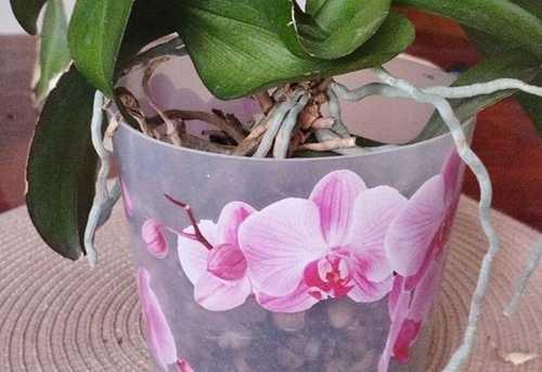 Орхидея фаленопсис