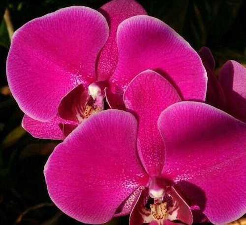Орхидея фаленопсис сорт Жемчужина Императора