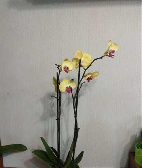 Орхидея фаленопсис Goldion, 2 ствола