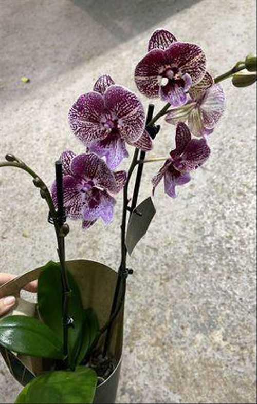 Орхидеи отцвели