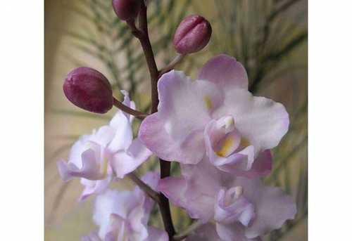 Орхидея Phal. Liu's Sakura