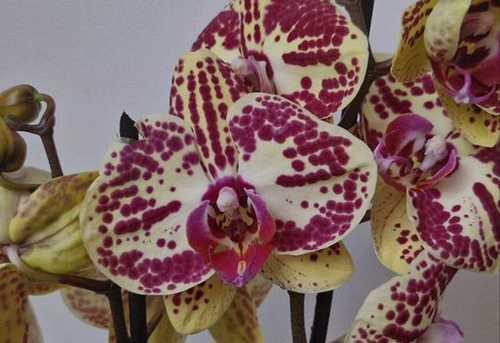 Орхидея Мариола