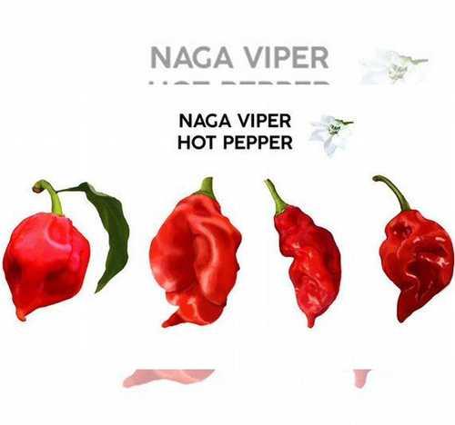 Семена, плоды суперострого перца Naga Viper