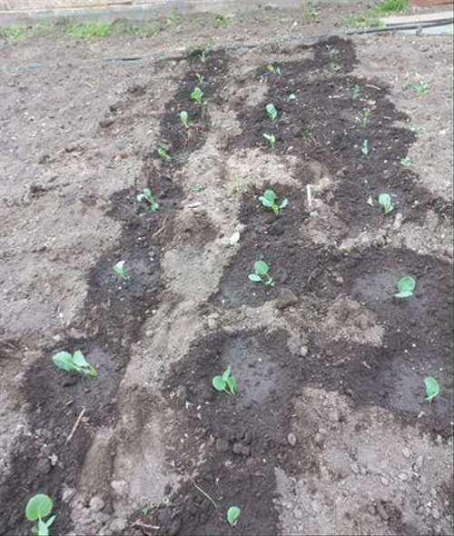 Продам рассаду капусты
