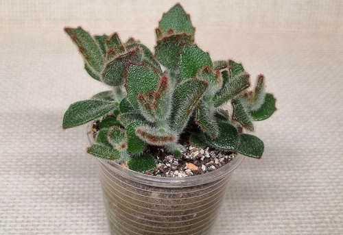 Каланхоэ войлочное Kalanchoe tomentosa