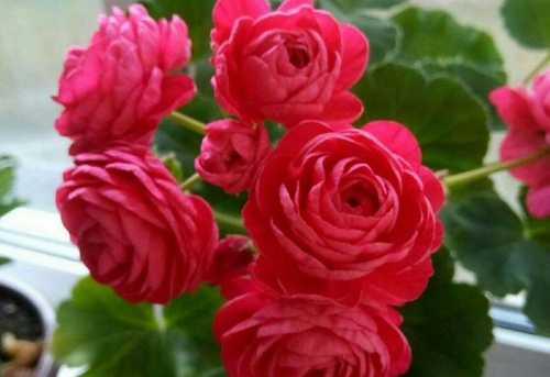 Пеларгония герань вива розита