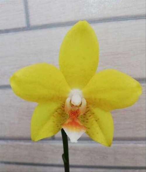 Орхидея фаленопсис Wilma