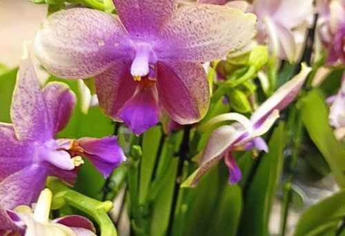 Орхидея фаленопсис Liodoro, ароматная / Лиодоро