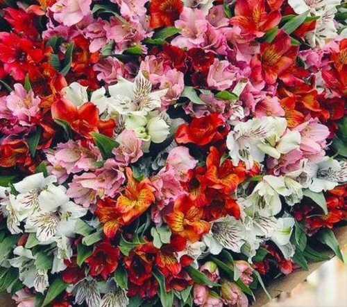 Цветы альстромерии букет с доставкой
