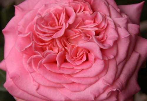 Розы крупноцветковые - 10 сортов
