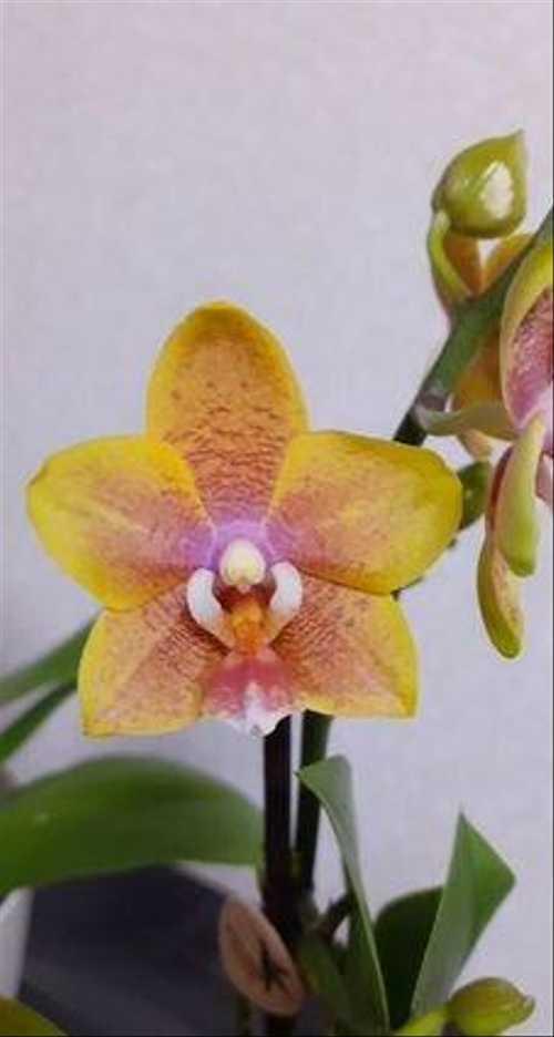 Орхидея арома сого лоуренс