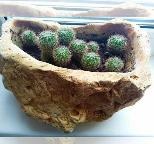 Кактусы в горшке