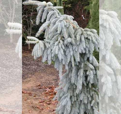 Ель колючая Глаука Пендула (Picea pungens Glauca P