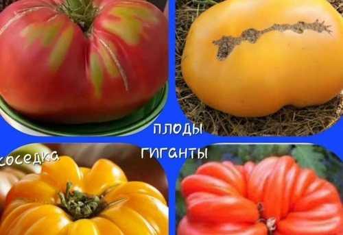 Набор семян томатов гигантов