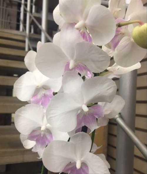 Орхидея фаленопсис Леонтин Пинк