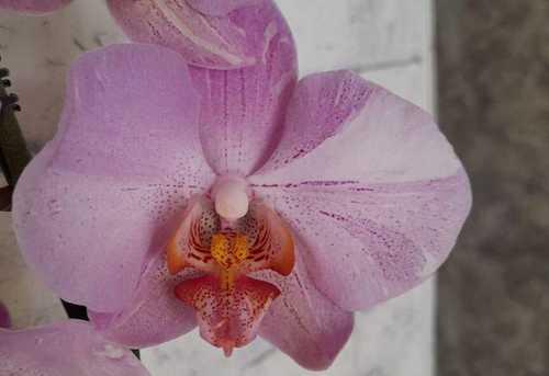 Орхидея фаленопсис мутация цвета